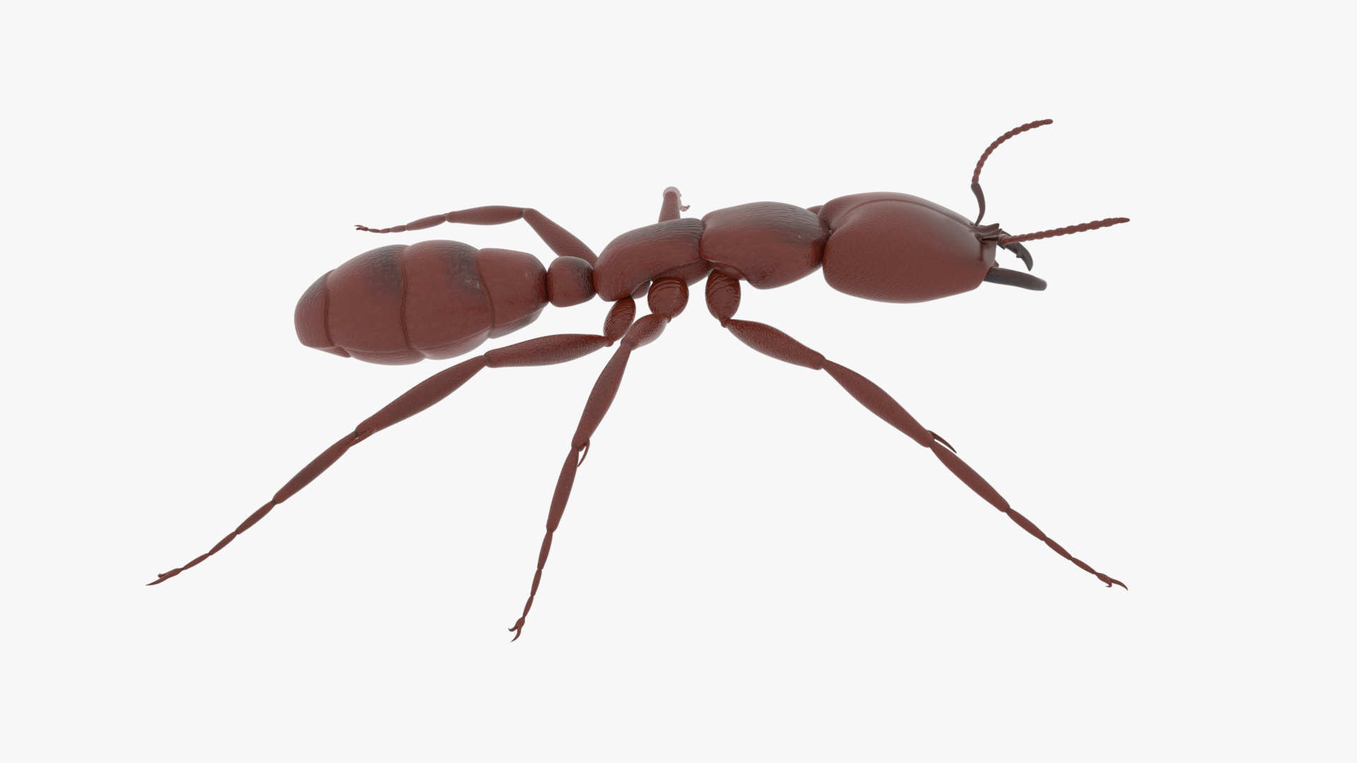 African Driver Ant Worker 3D - TurboSquid 1836229