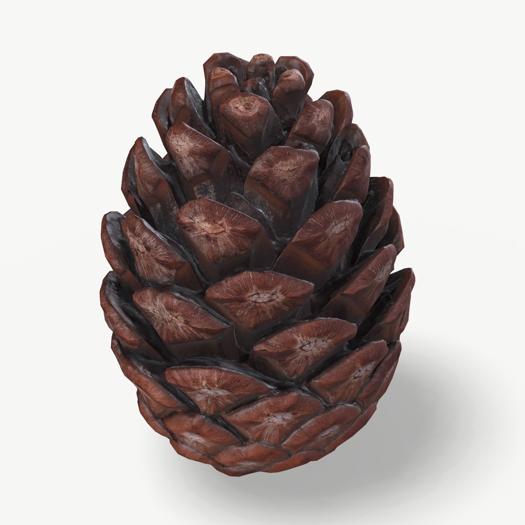 High Quality Scan Pine Cone - 1 Model - TurboSquid 2189880