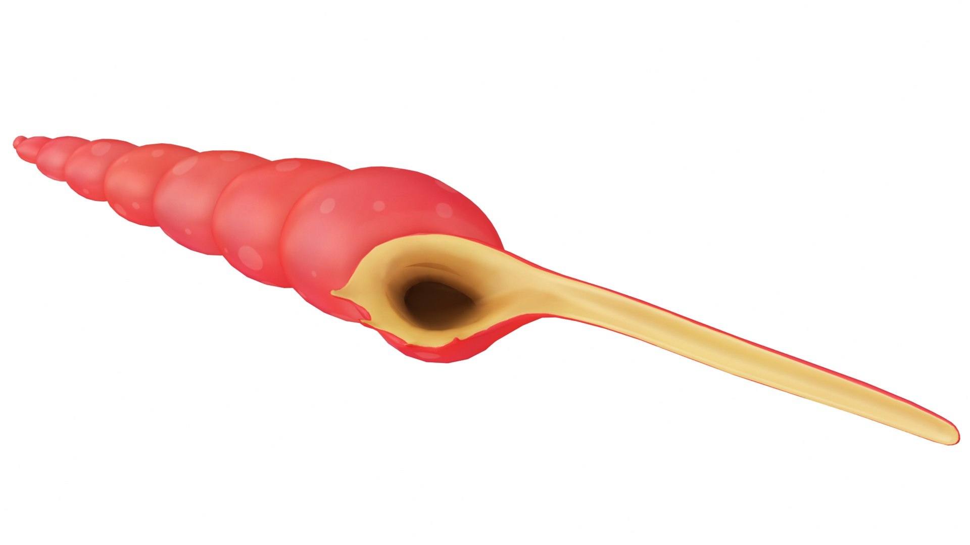 Cartoon Sea Shell 02 Model - TurboSquid 2088590