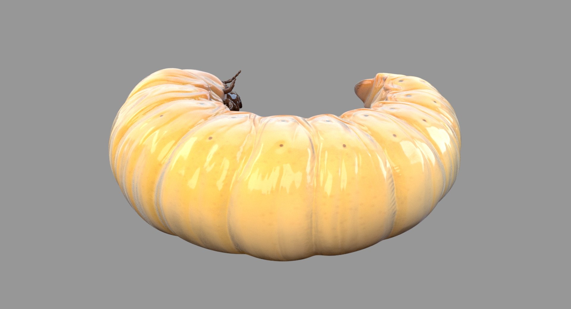 3D realistic maggot pose model - TurboSquid 1424826
