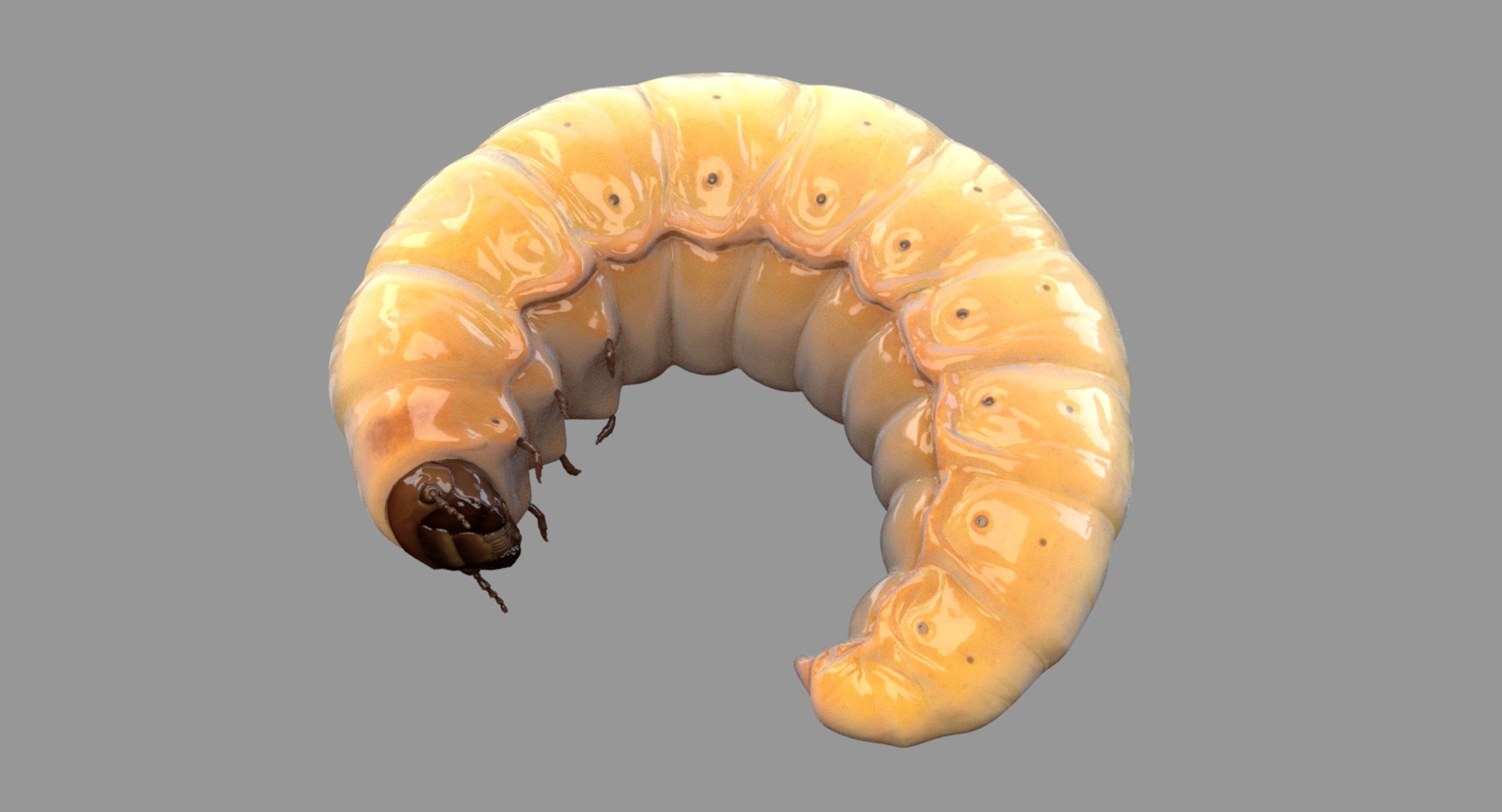 3D realistic maggot pose model - TurboSquid 1424826
