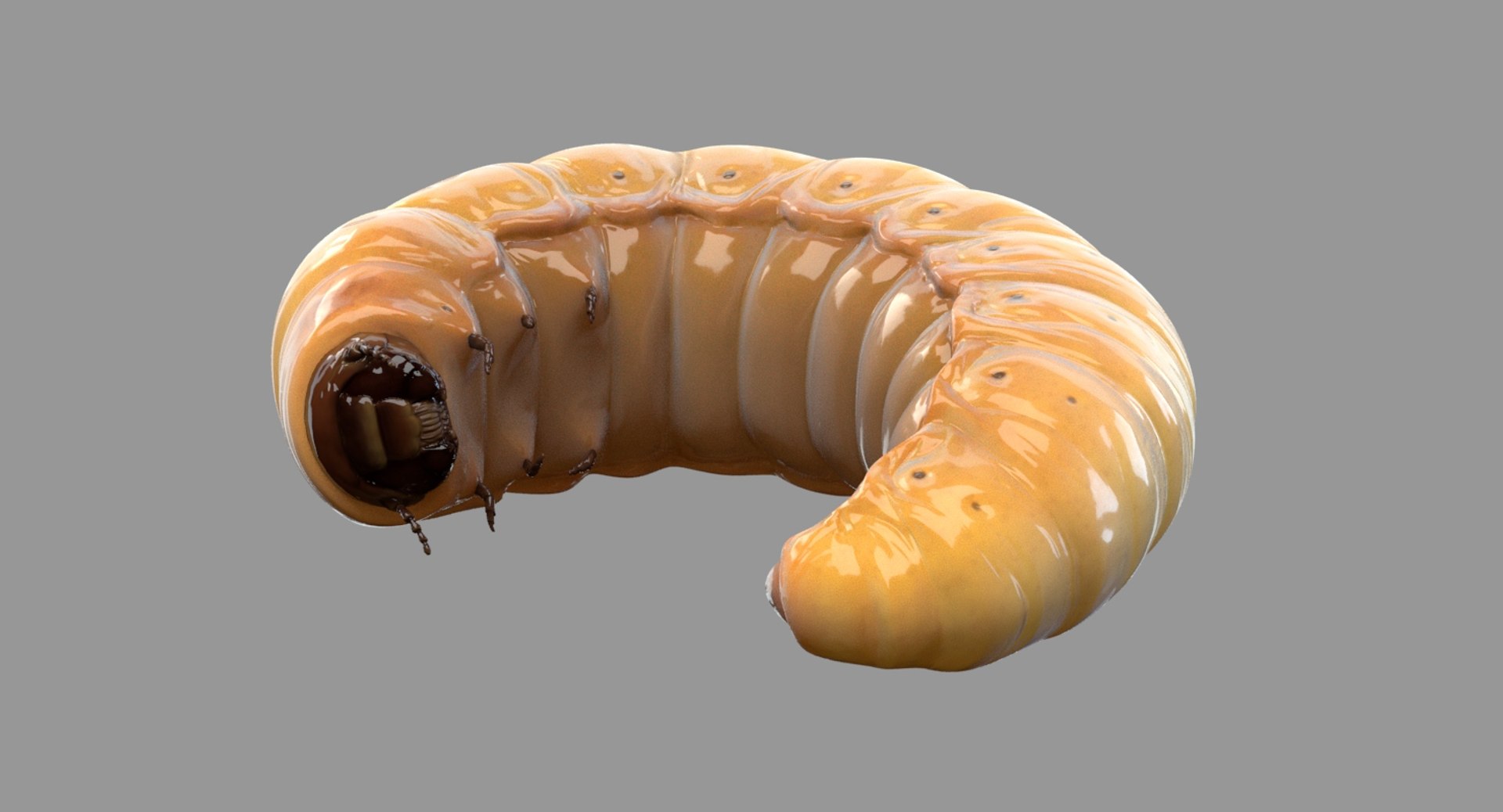 3D realistic maggot pose model - TurboSquid 1424826