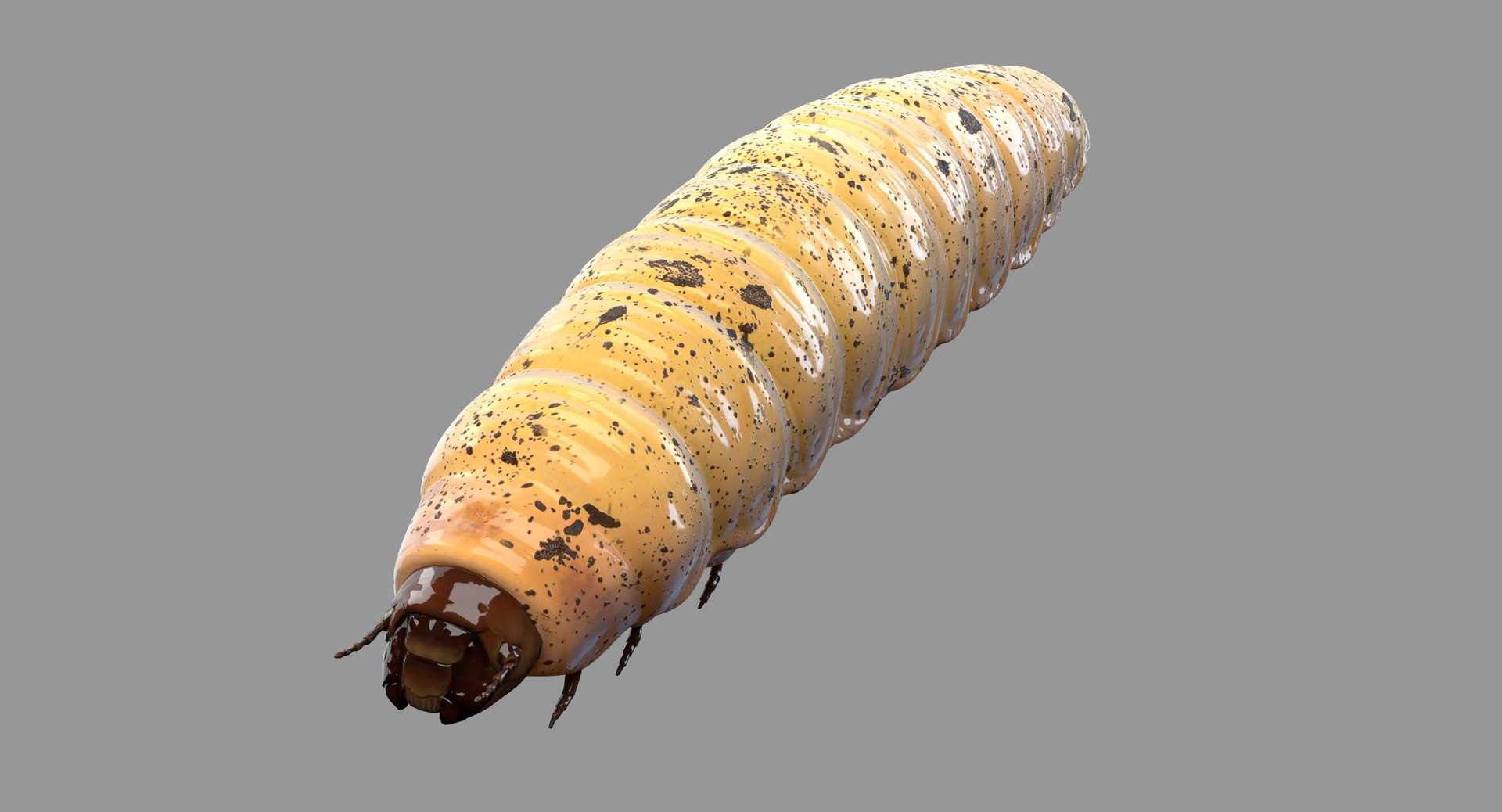 3D realistic maggot pose model - TurboSquid 1424826