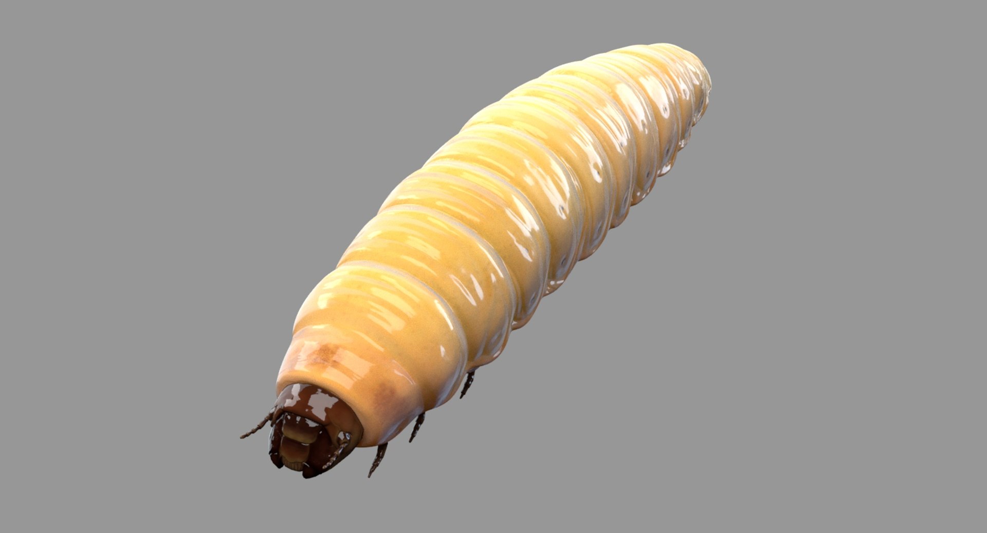 3D realistic maggot pose model - TurboSquid 1424826