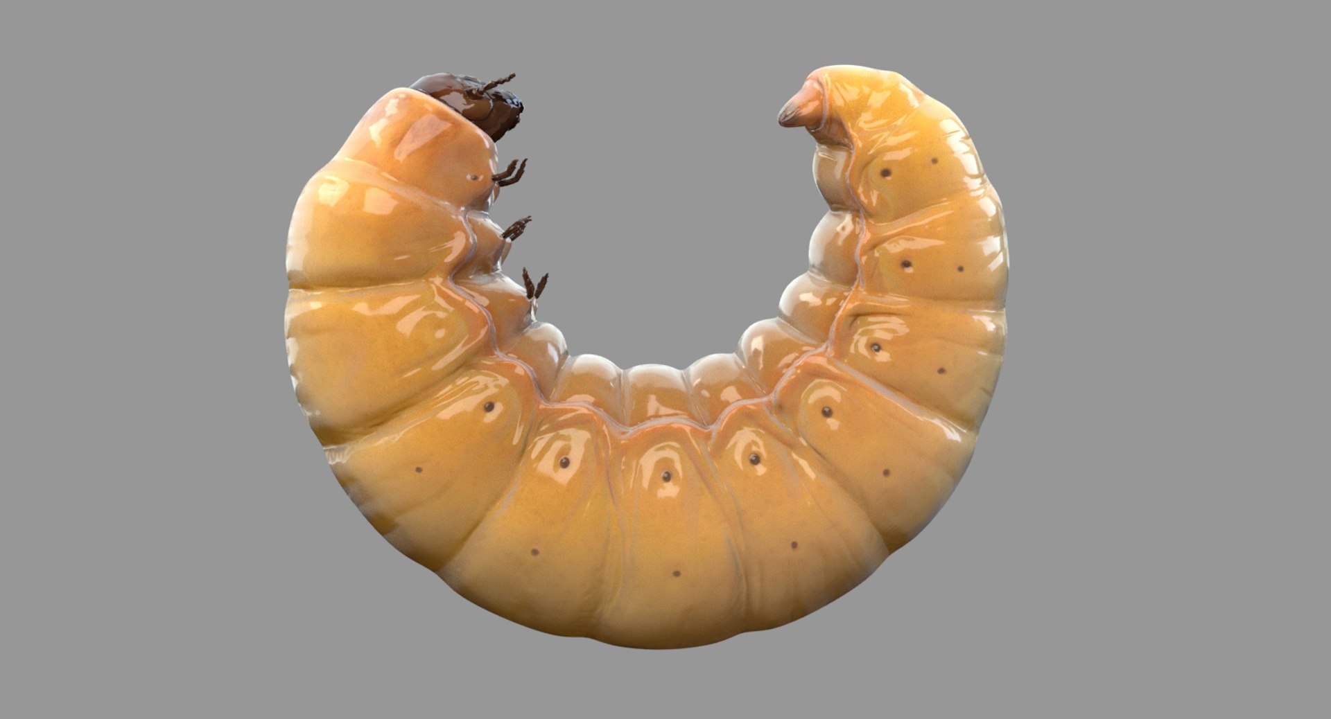 3D realistic maggot pose model - TurboSquid 1424826