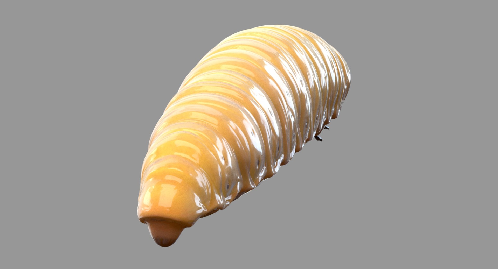 3D realistic maggot pose model - TurboSquid 1424826