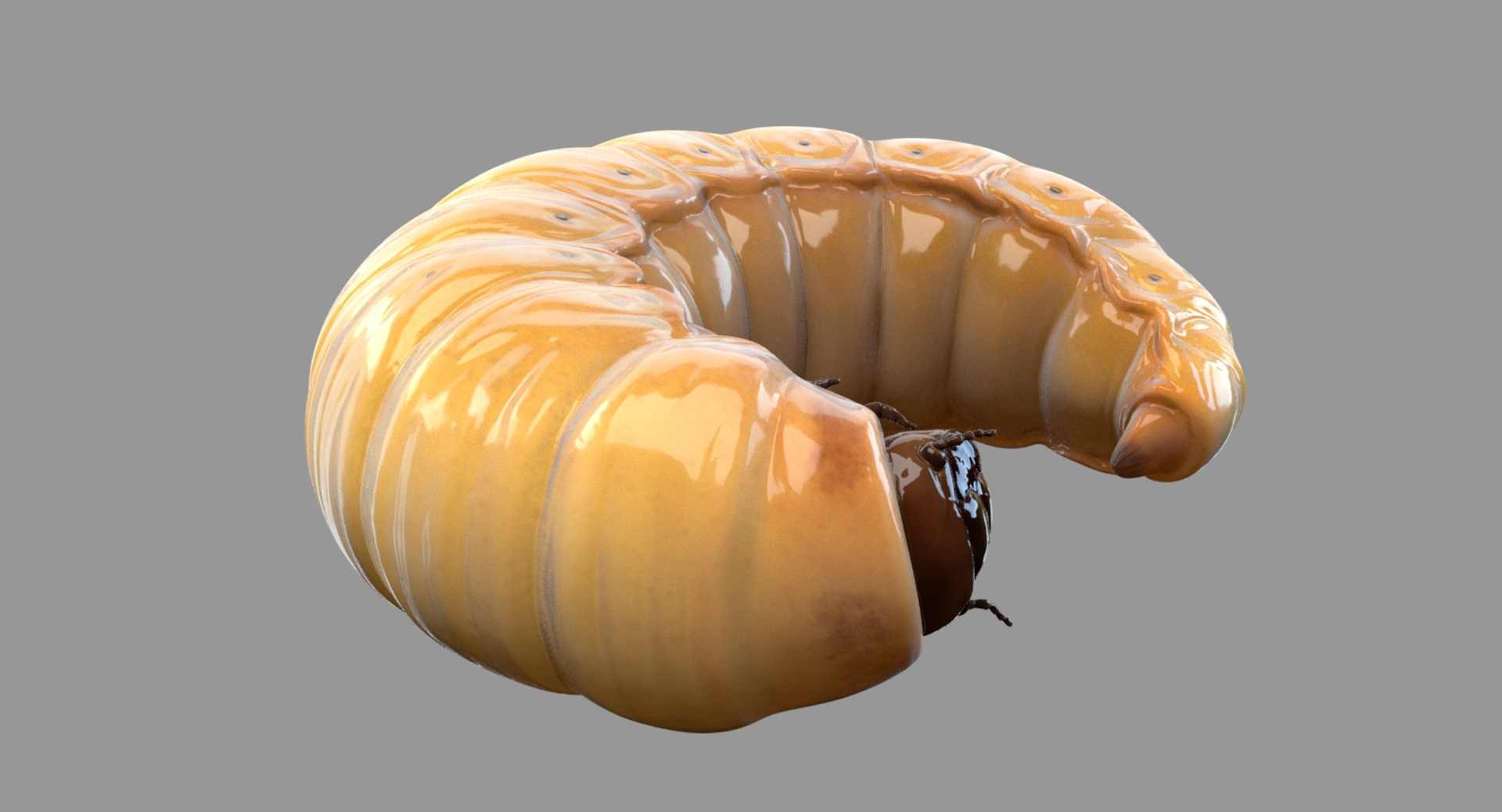 3D realistic maggot pose model - TurboSquid 1424826