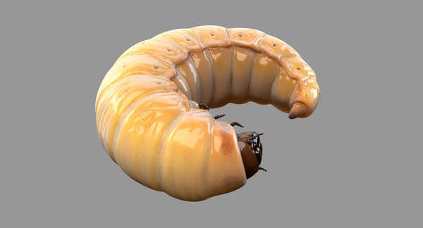 3D realistic maggot pose model - TurboSquid 1424826