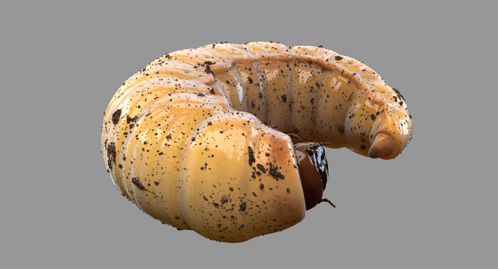 3D realistic maggot pose model - TurboSquid 1424826