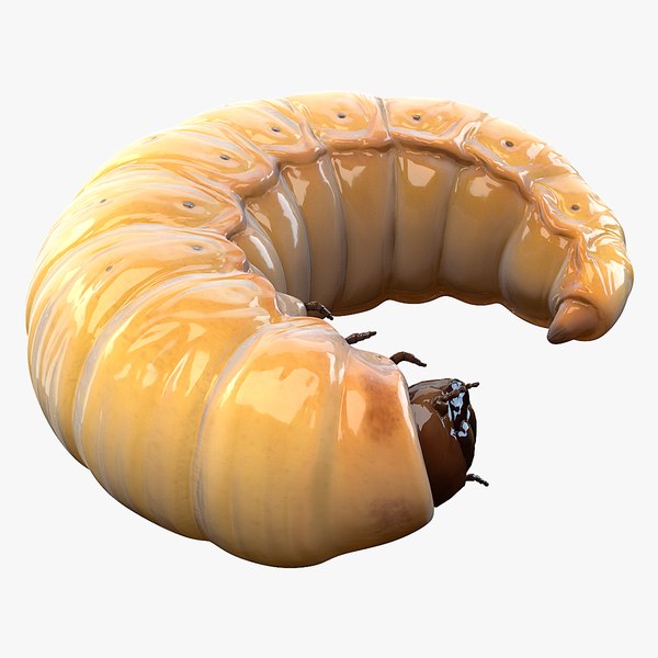 3D realistic maggot pose model - TurboSquid 1424826