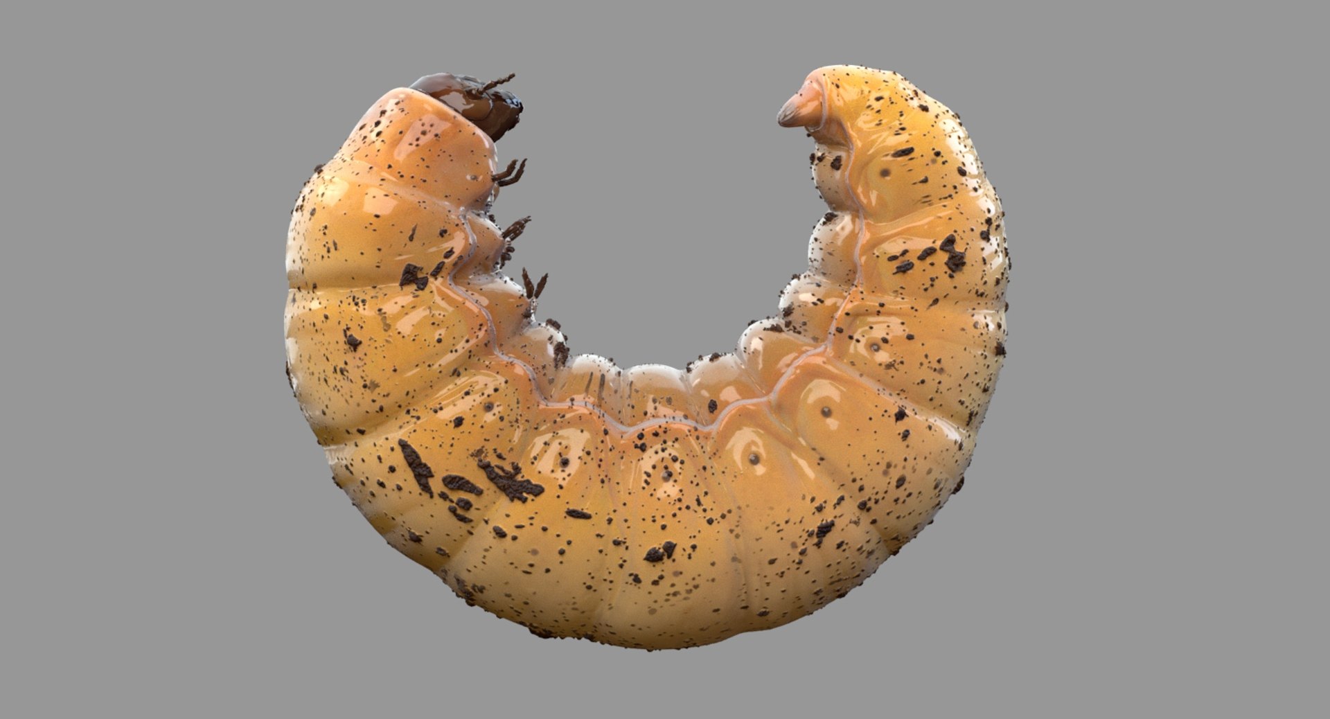 3D realistic maggot pose model - TurboSquid 1424826