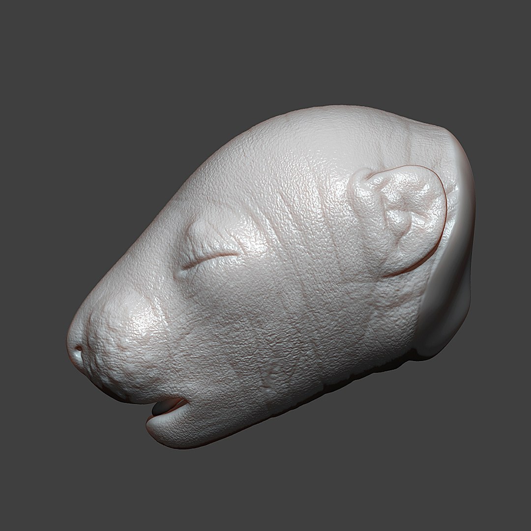 3D Rat Baby Newborn Head Highpoly Sculpt - TurboSquid 1813980