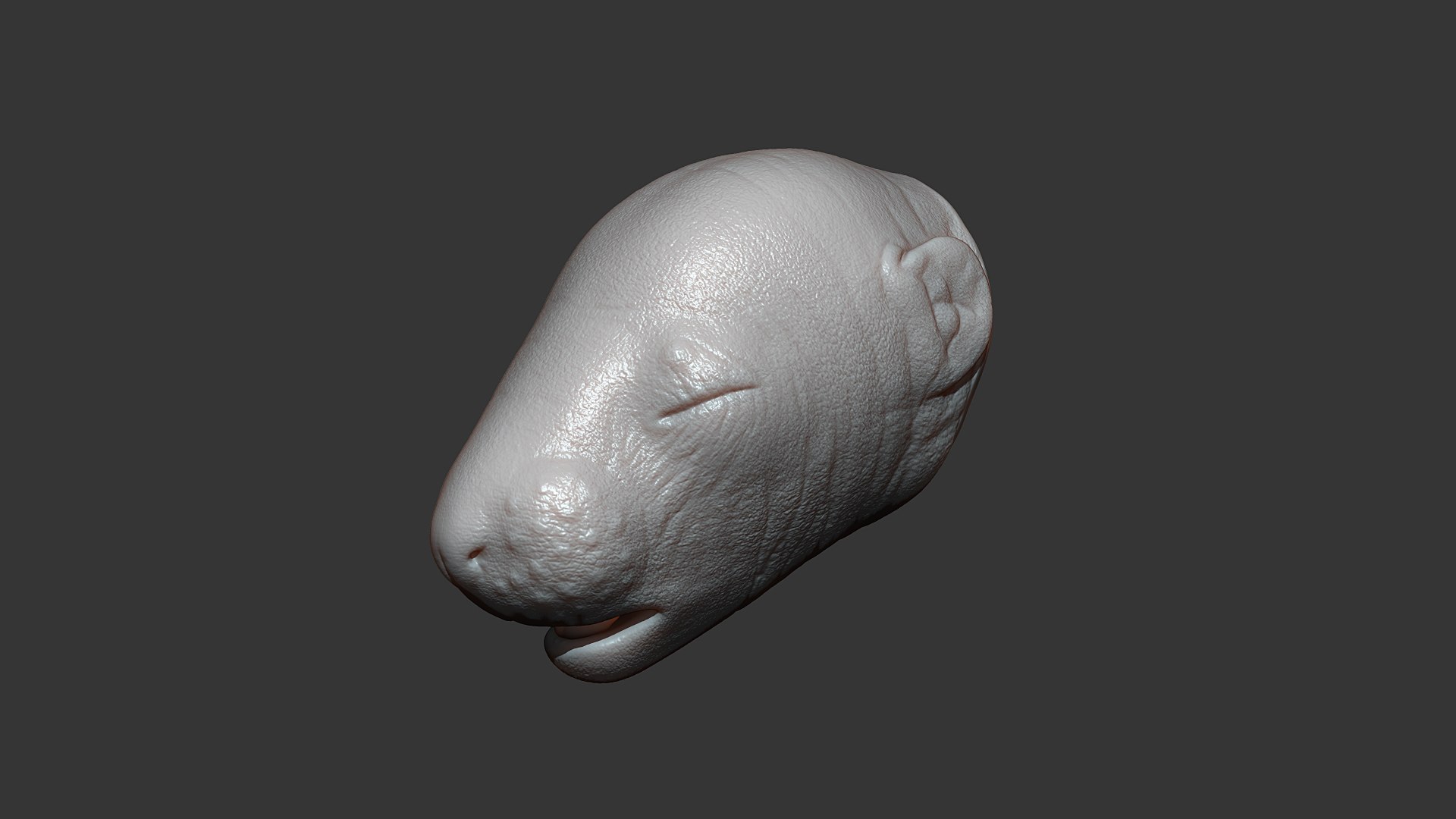 3D Rat Baby Newborn Head Highpoly Sculpt - TurboSquid 1813980