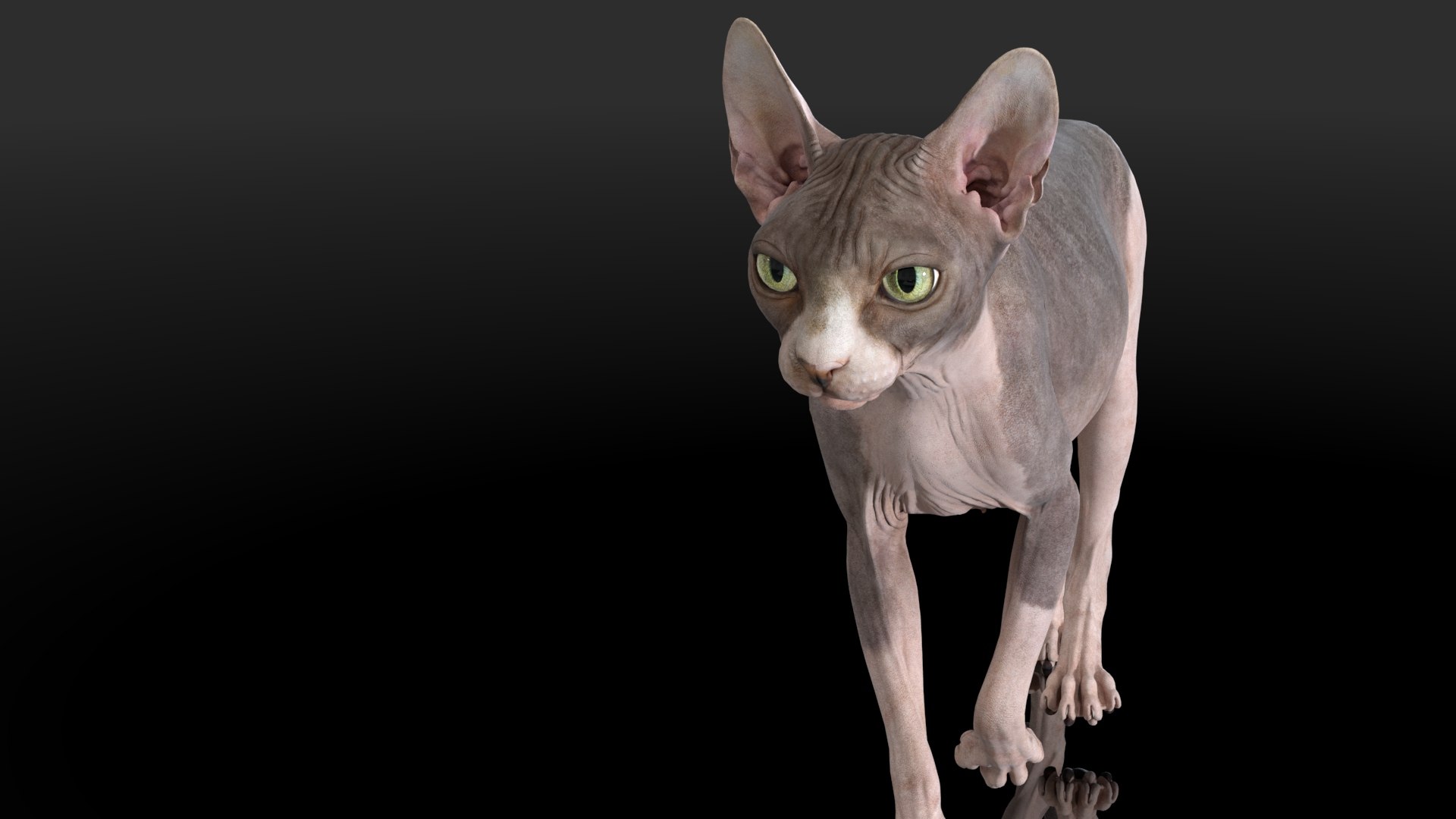 Sphynx Cat Walking Pose Model - TurboSquid 1663329