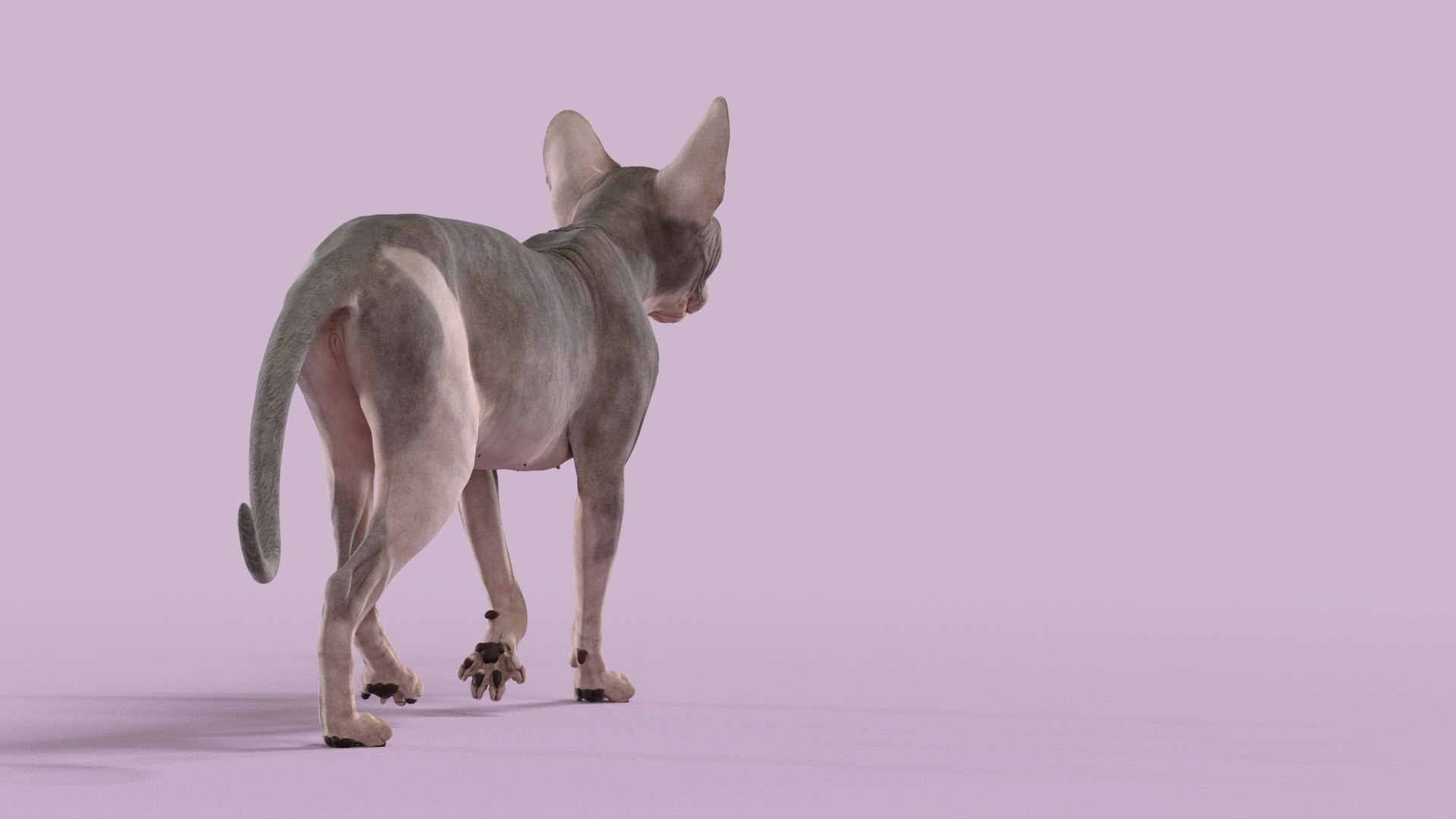 Sphynx Cat Walking Pose Model - TurboSquid 1663329