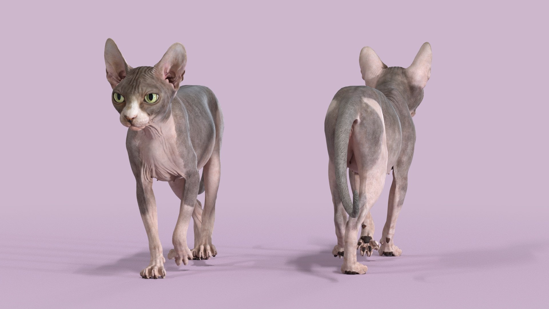 Sphynx Cat Walking Pose Model - TurboSquid 1663329