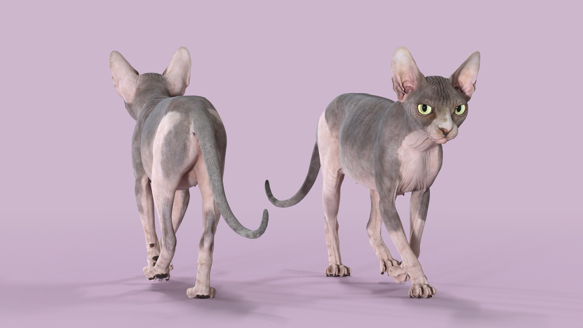 Sphynx Cat Walking Pose Model - TurboSquid 1663329