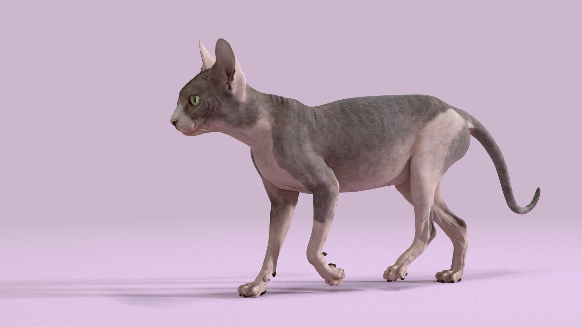Sphynx Cat Walking Pose Model - TurboSquid 1663329