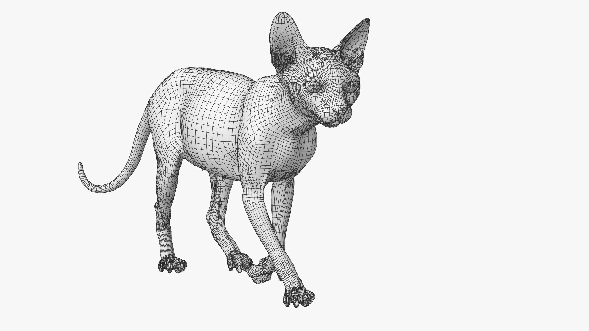 Sphynx Cat Walking Pose Model - TurboSquid 1663329
