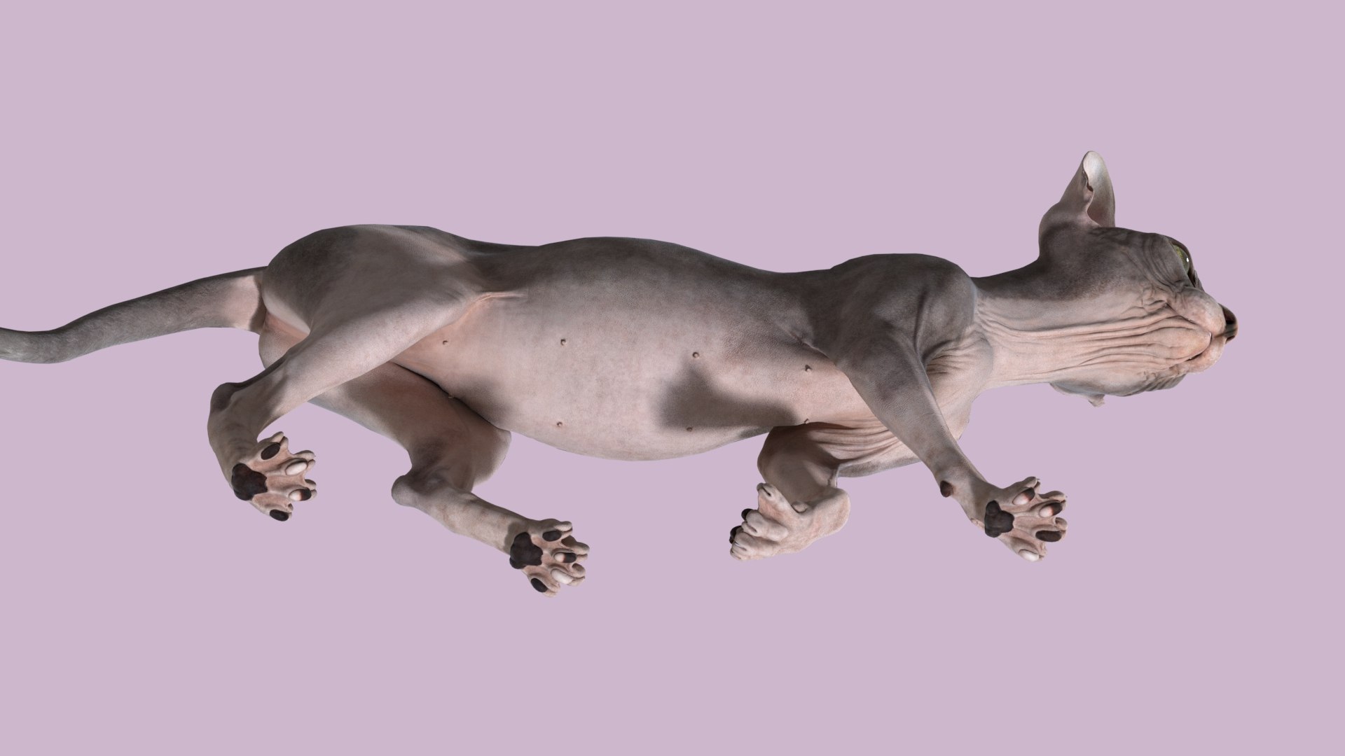 Sphynx Cat Walking Pose Model - TurboSquid 1663329