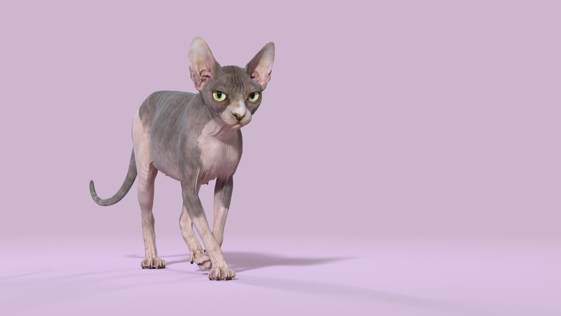 Sphynx Cat Walking Pose Model - TurboSquid 1663329