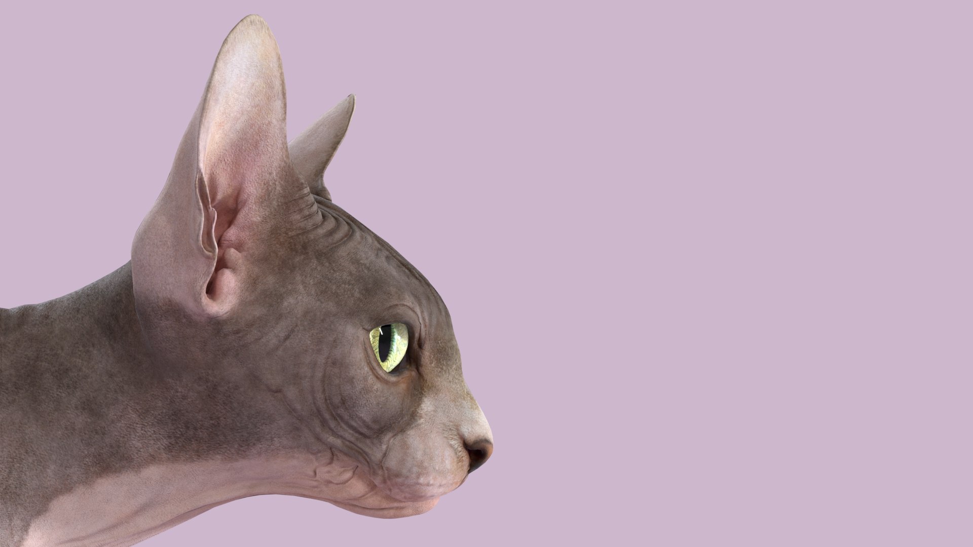 Sphynx Cat Walking Pose Model - TurboSquid 1663329