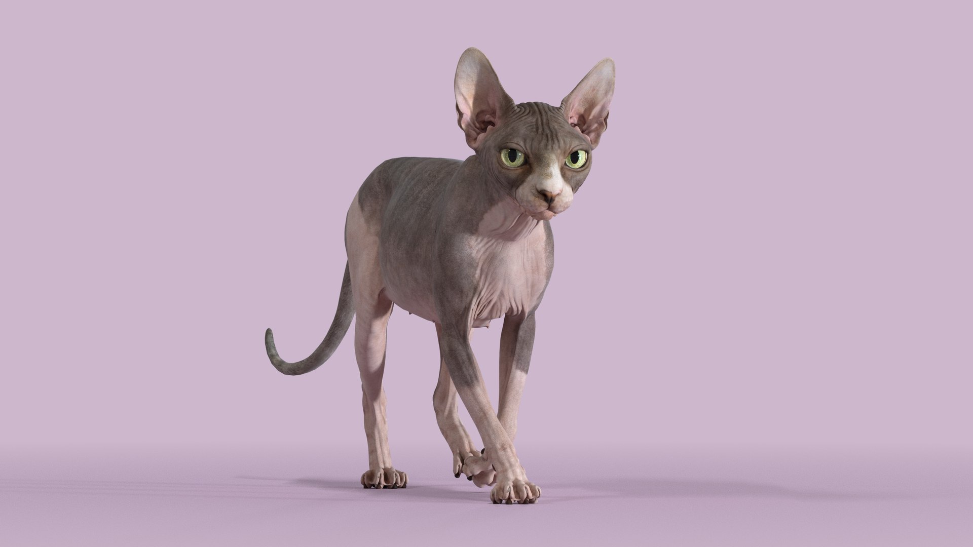 Sphynx cat walking pose model - TurboSquid 1663329
