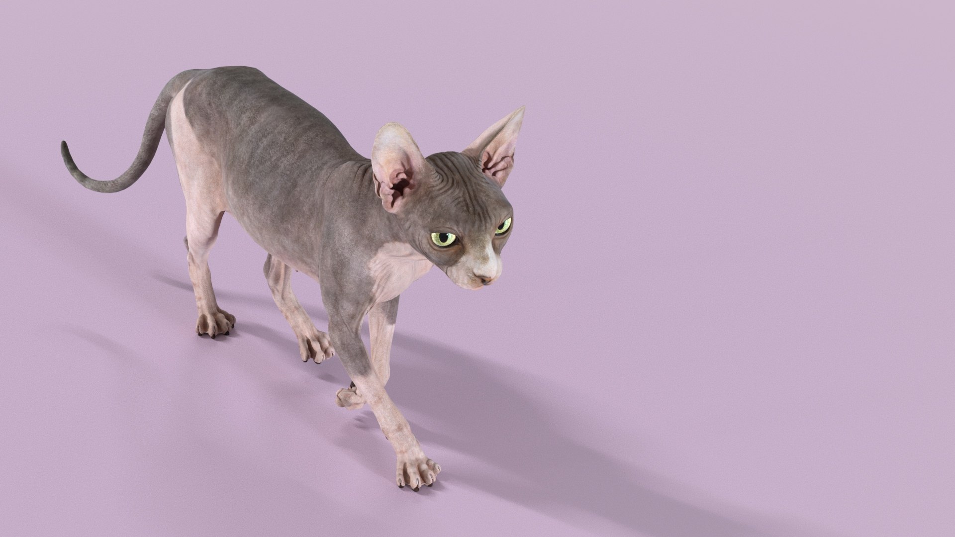 Sphynx Cat Walking Pose Model - TurboSquid 1663329