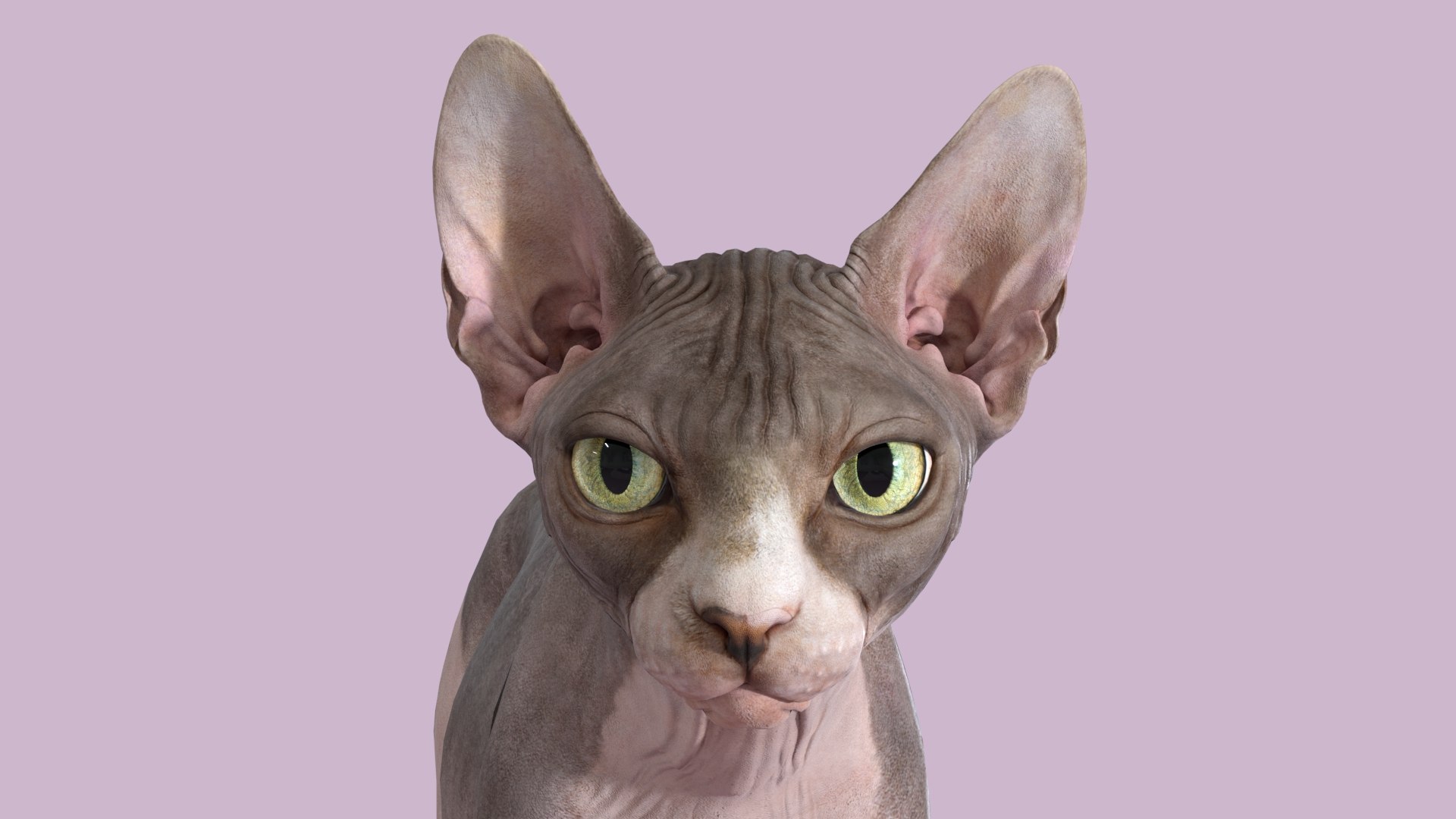 Sphynx cat walking pose model - TurboSquid 1663329