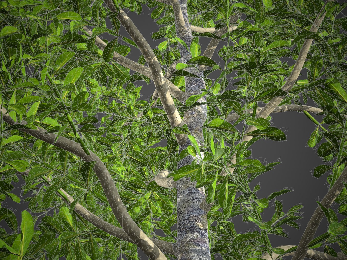 XfrogPlants Beeftree - Guapira Discolor 3D Model - TurboSquid 1734011