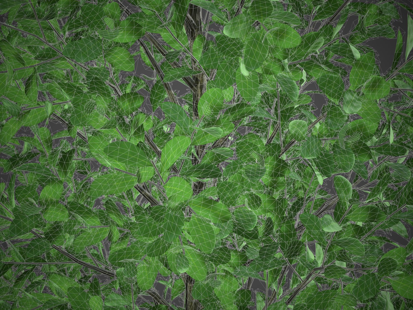 XfrogPlants Beeftree - Guapira Discolor 3D Model - TurboSquid 1734011