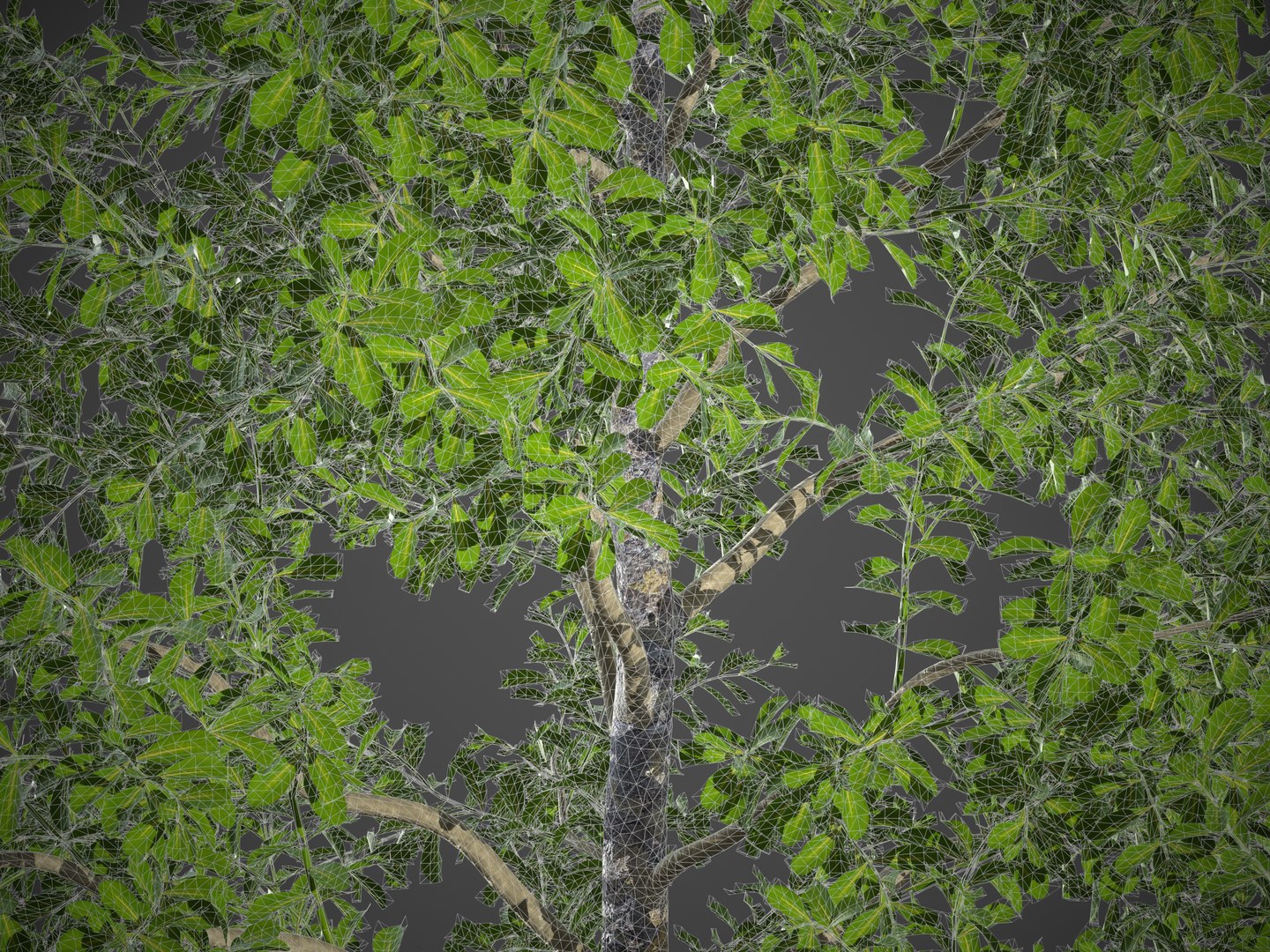 XfrogPlants Beeftree - Guapira Discolor 3D Model - TurboSquid 1734011