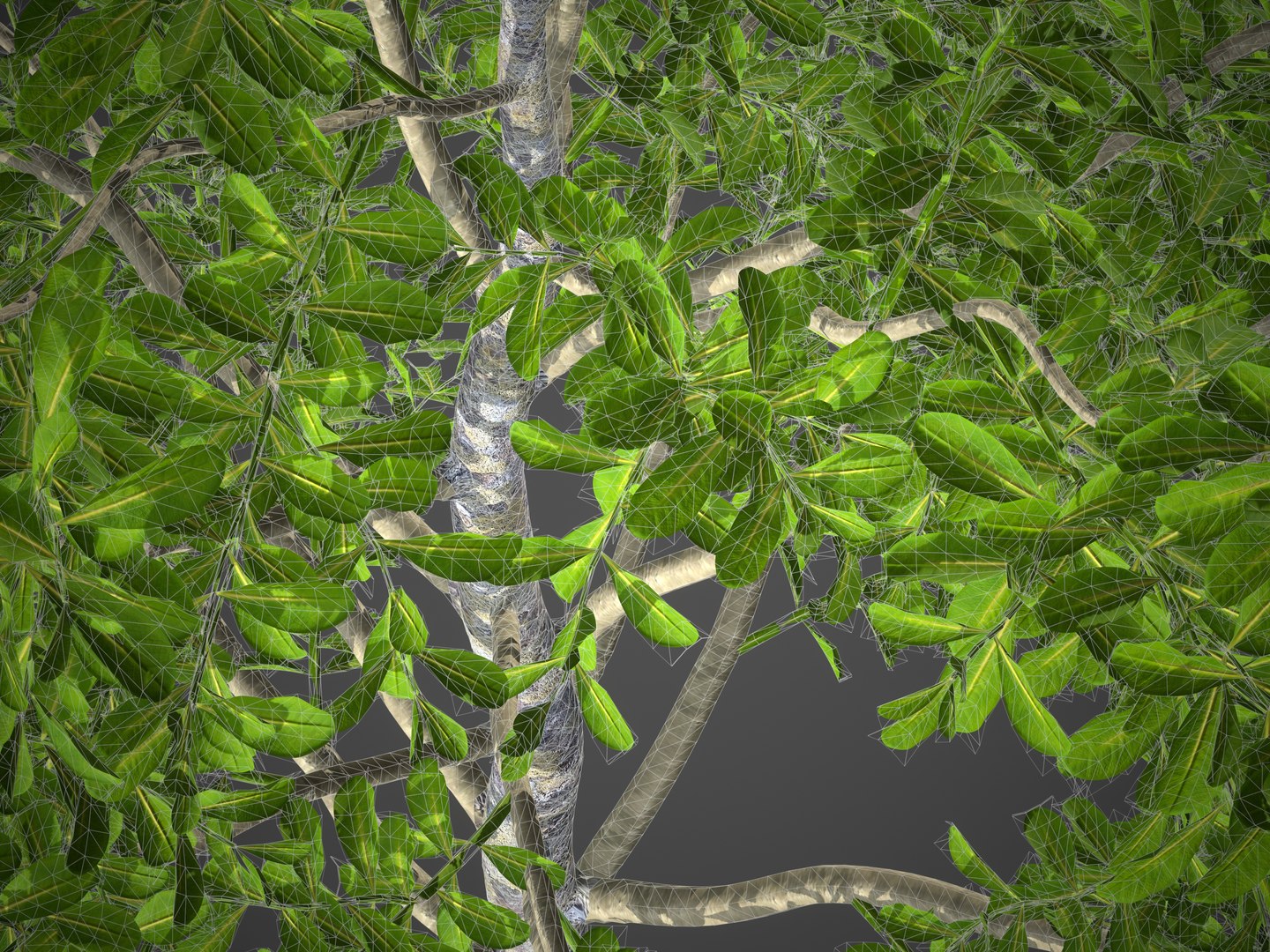 XfrogPlants Beeftree - Guapira Discolor 3D Model - TurboSquid 1734011