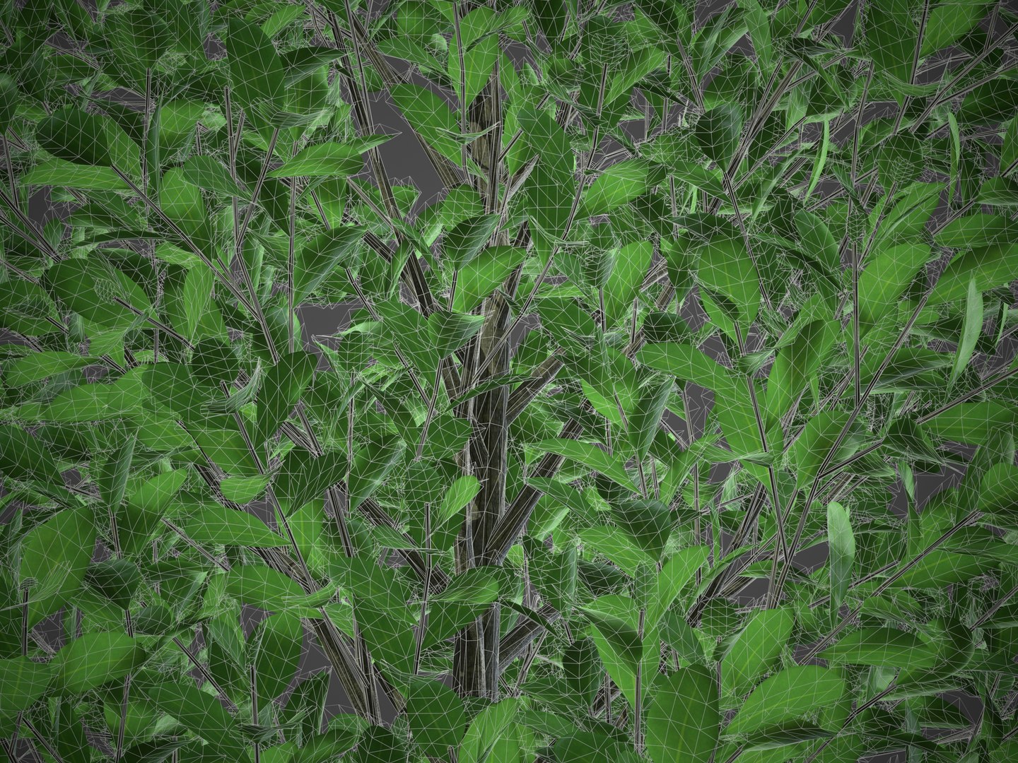 XfrogPlants Beeftree - Guapira Discolor 3D Model - TurboSquid 1734011