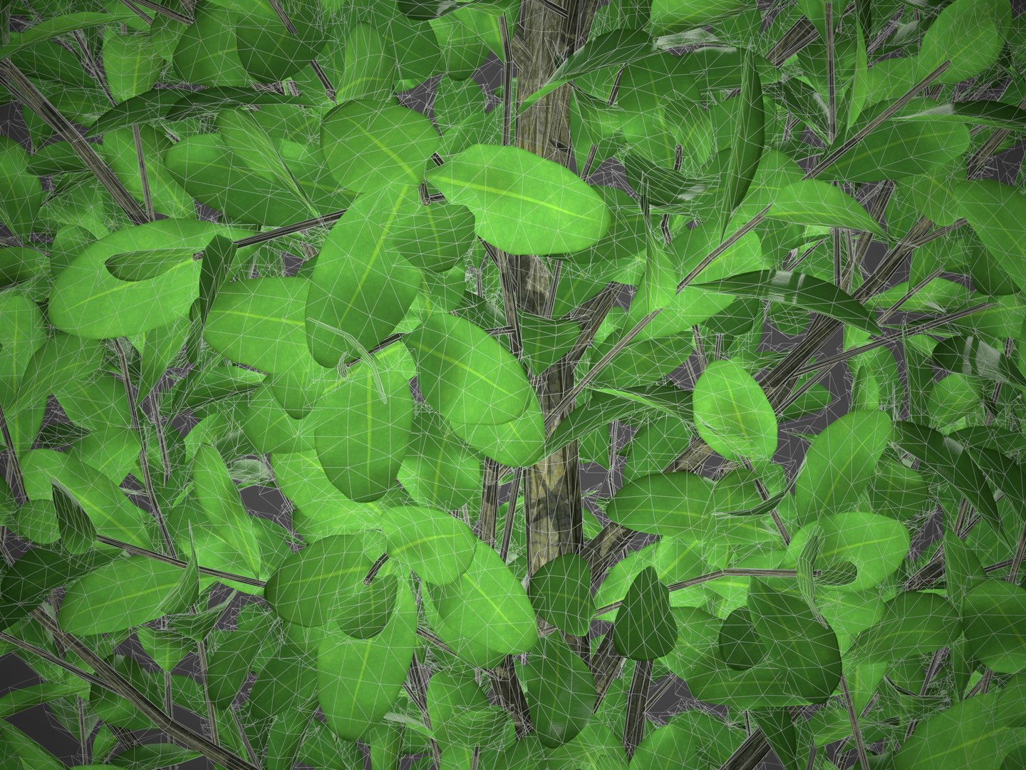 XfrogPlants Beeftree - Guapira Discolor 3D Model - TurboSquid 1734011