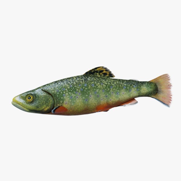 3D Brook Trout model - TurboSquid 1929289