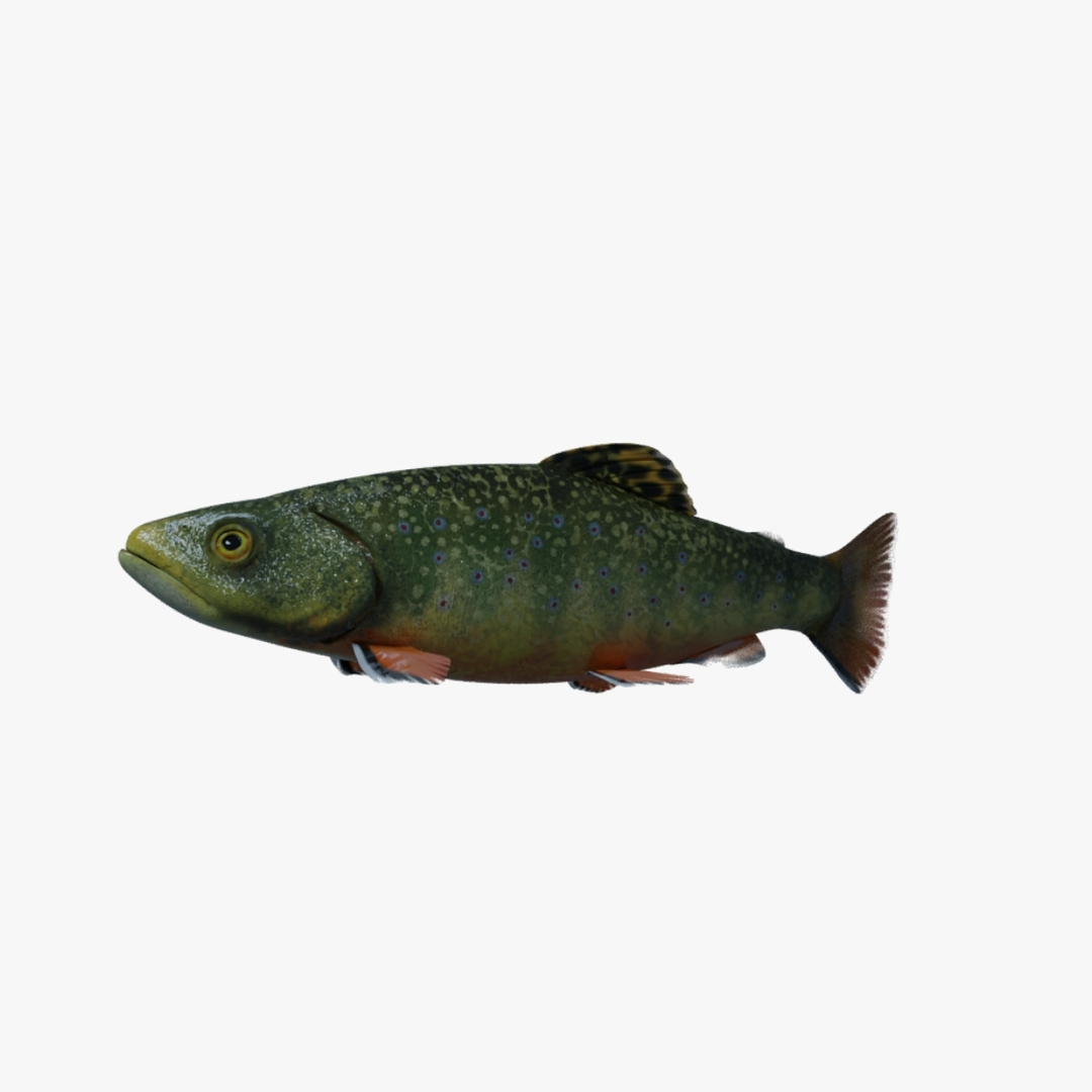 3D Brook Trout Model - TurboSquid 1929289