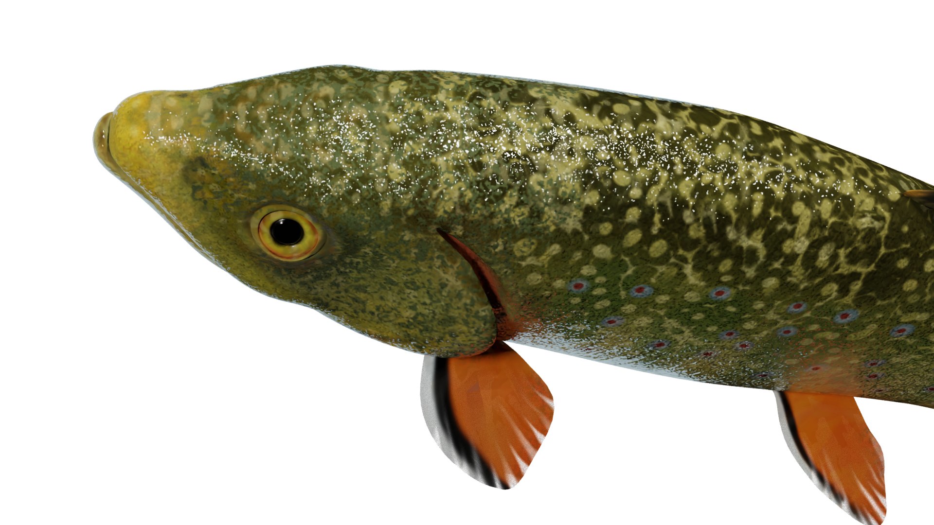 3D Brook Trout Model - TurboSquid 1929289