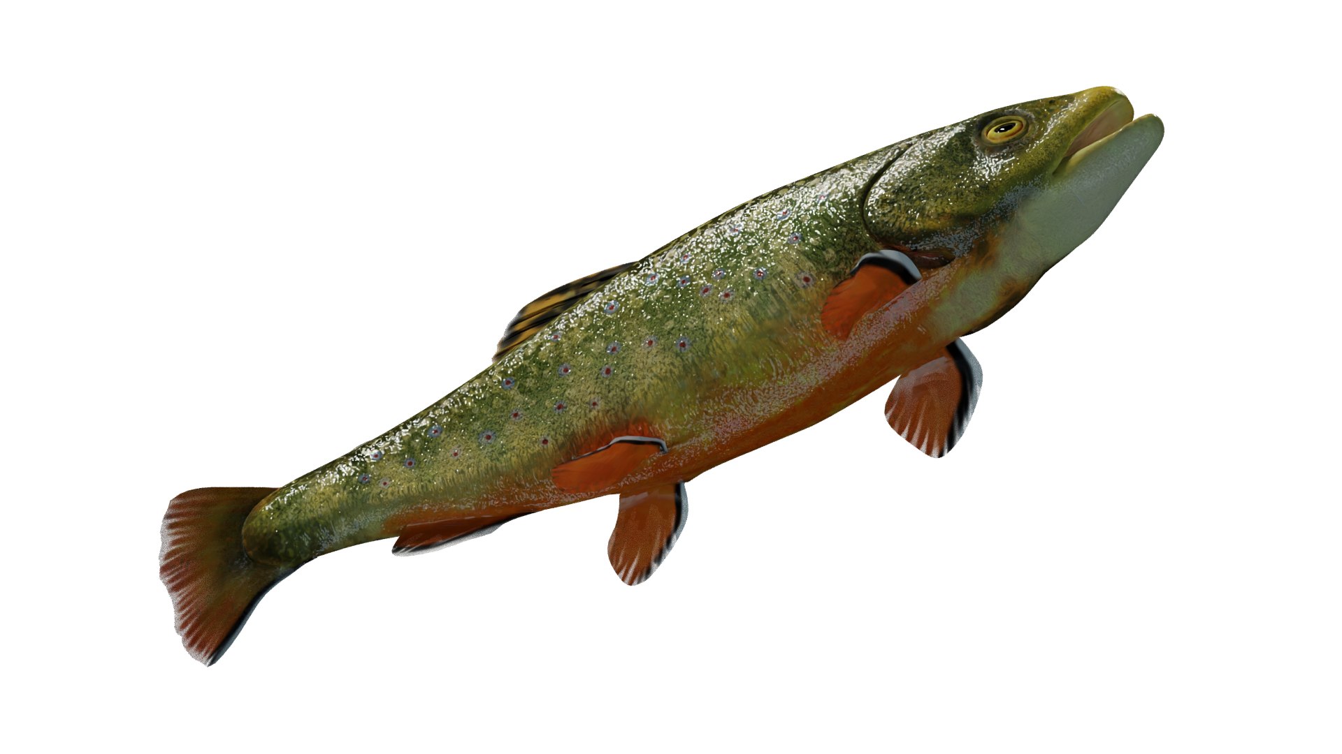 3D Brook Trout Model - TurboSquid 1929289