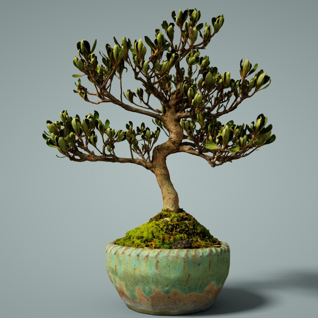 3D bonsai tree - TurboSquid 1154320