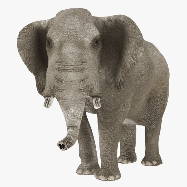 3D realistic elephant - TurboSquid 1423767
