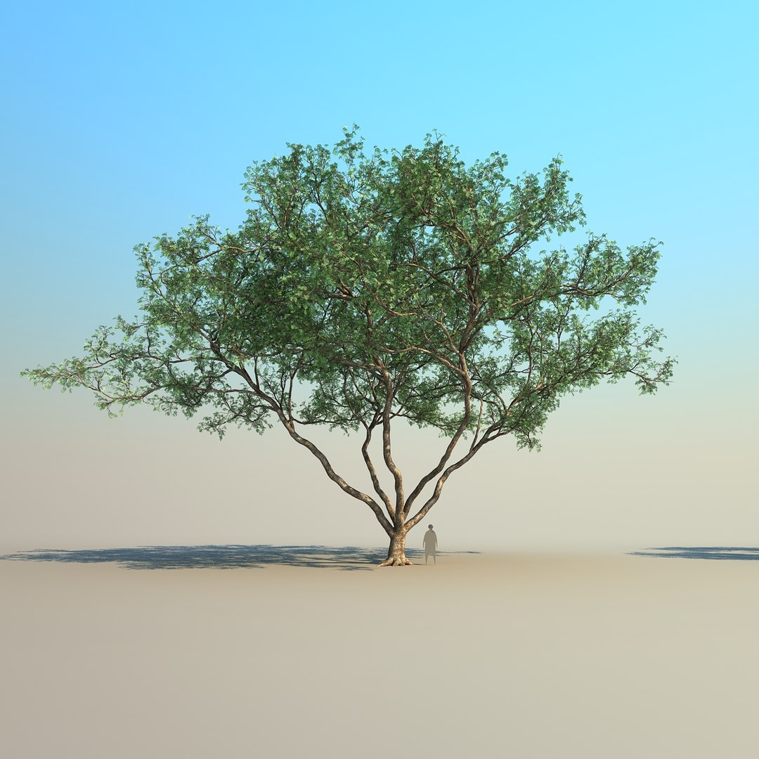 3d Model Of 2 Tree