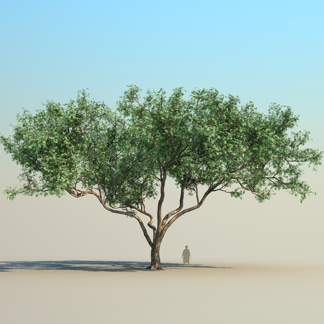 3d Model Of 2 Tree
