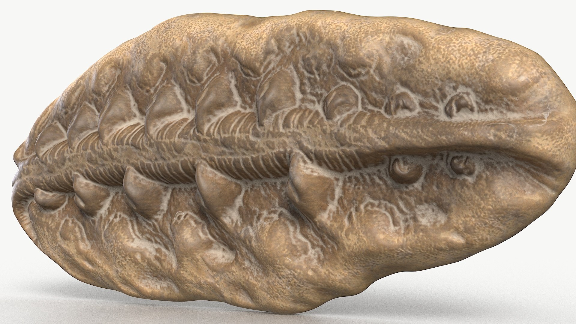 3D Ancient Fossil 2007 Textured Model - TurboSquid 2299869