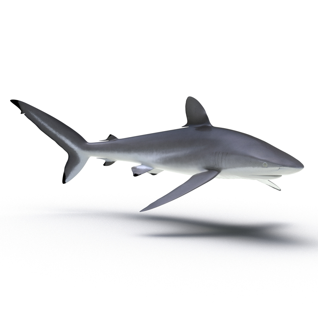 3d silky shark rigged model