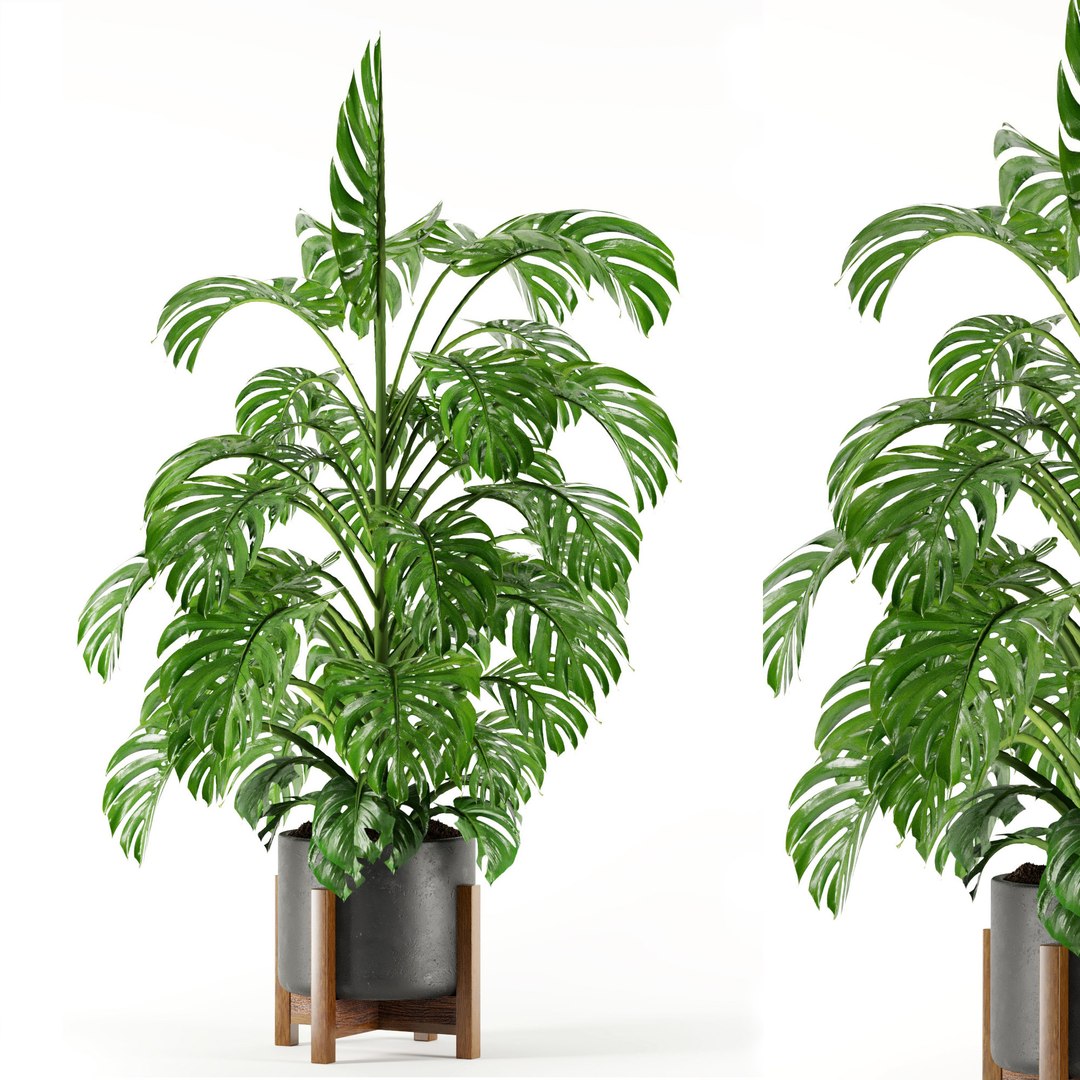 3D Plants Set 01 Model - TurboSquid 2075518