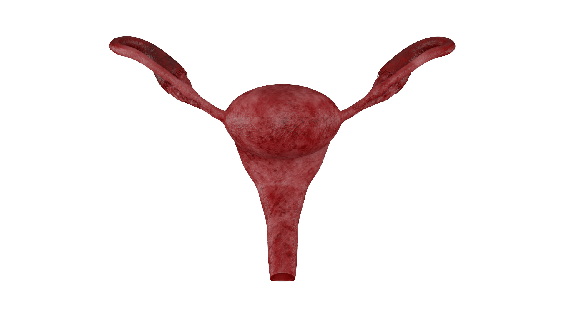 3D Female Reproductive System 3D Model - TurboSquid 2216142