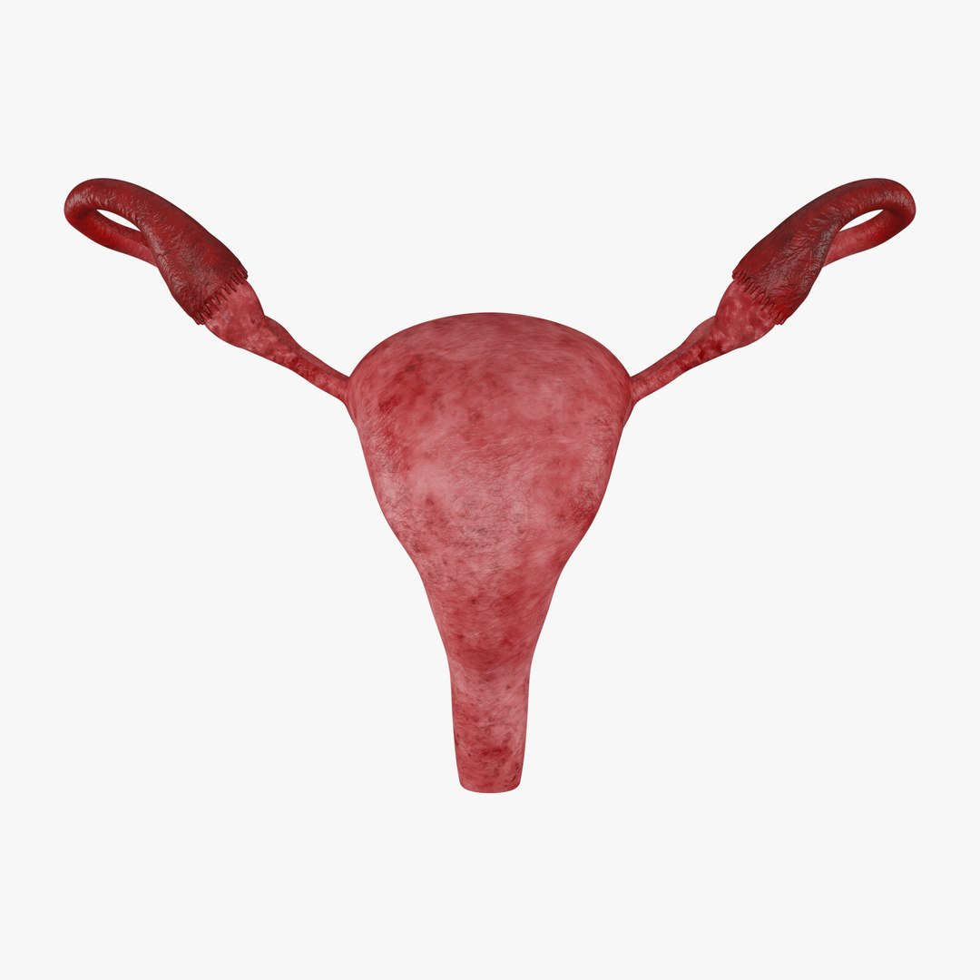 3D Female Reproductive System 3D Model - TurboSquid 2216142