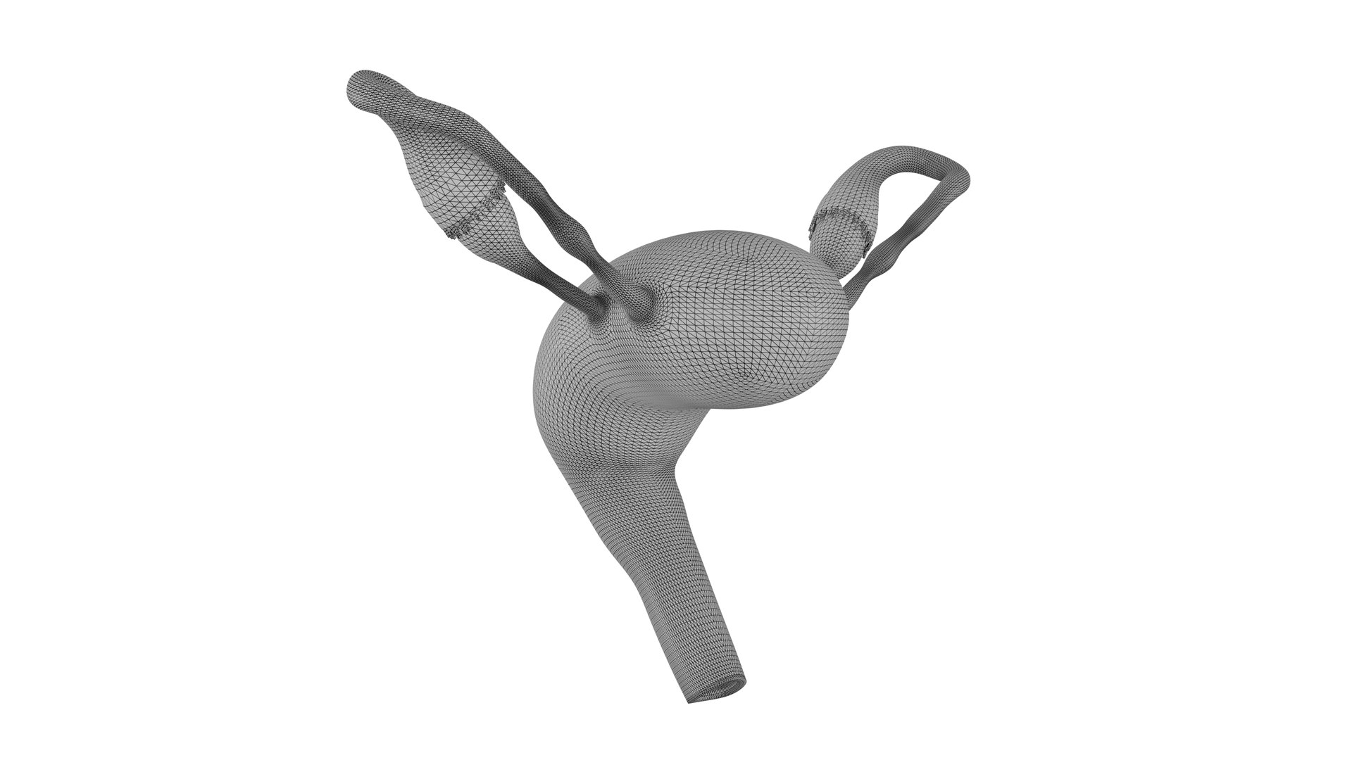 3D Female Reproductive System 3D Model - TurboSquid 2216142