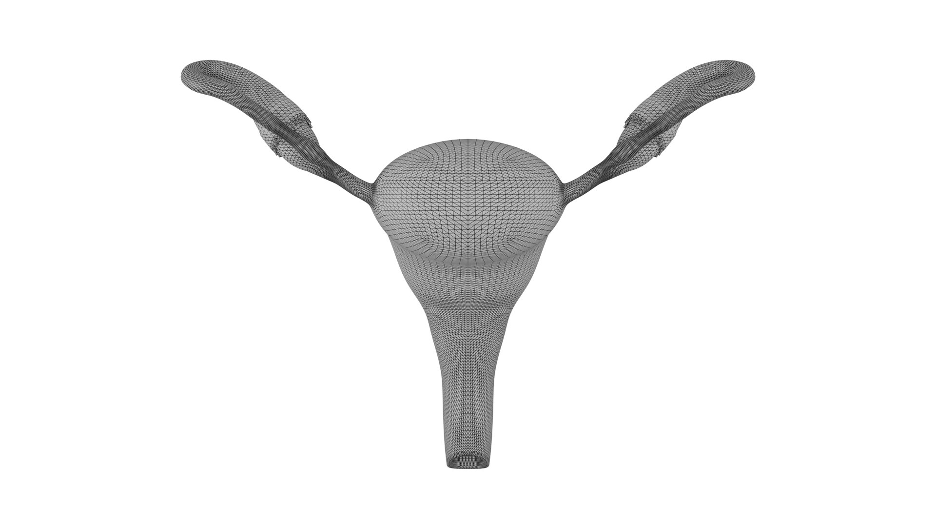 3D Female Reproductive System 3D Model - TurboSquid 2216142